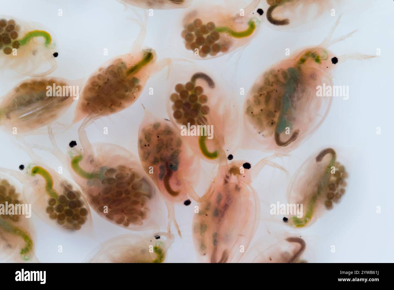 Daphnia magna freshwater water fleas females with viviparous offspring ...