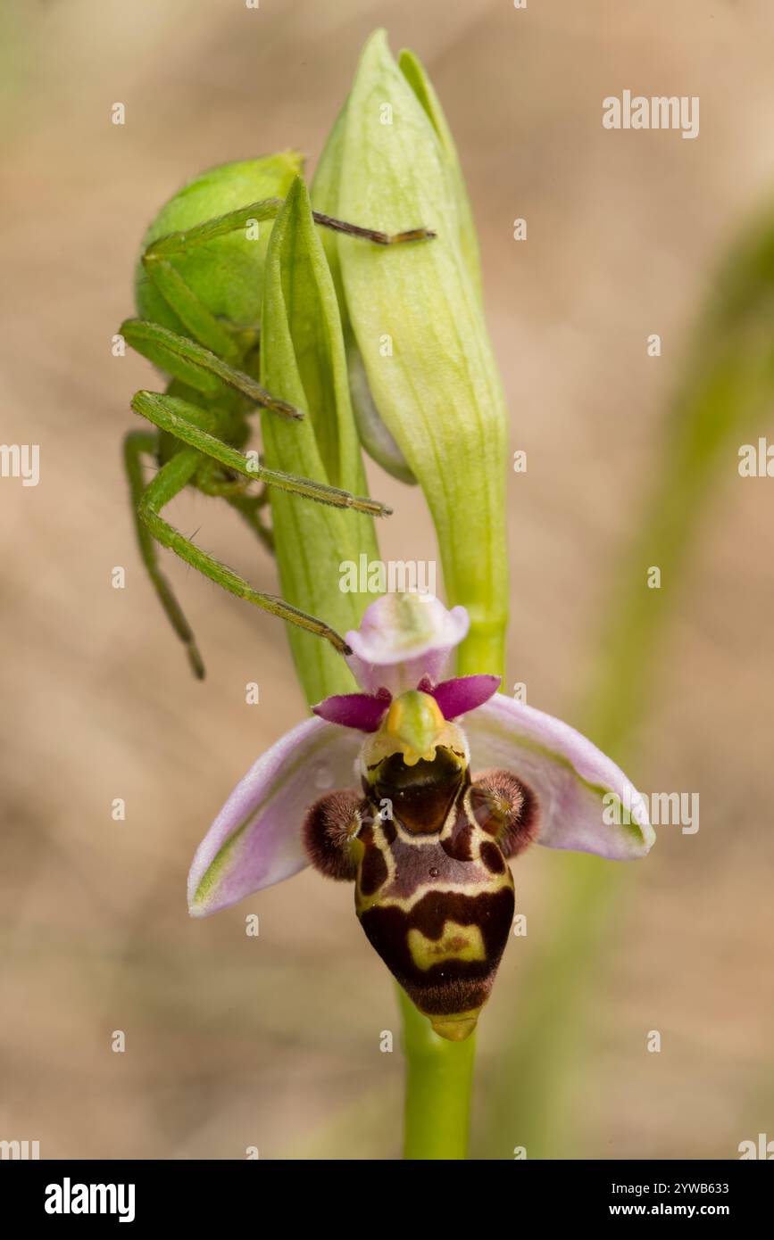 Woodcock orchid flower being explored by a Sparassidea spider ...