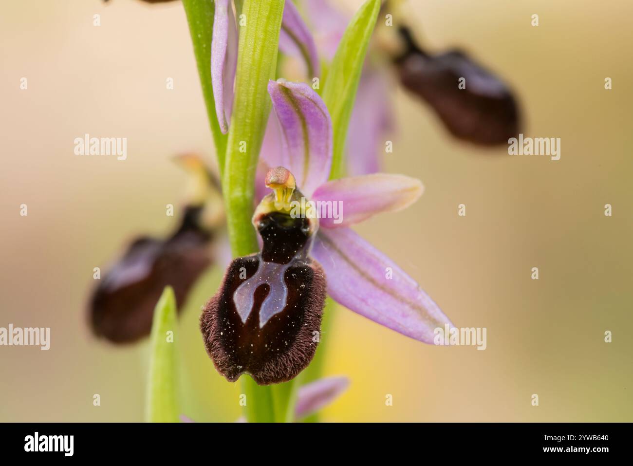Ophrys de bertoloni hi-res stock photography and images - Alamy
