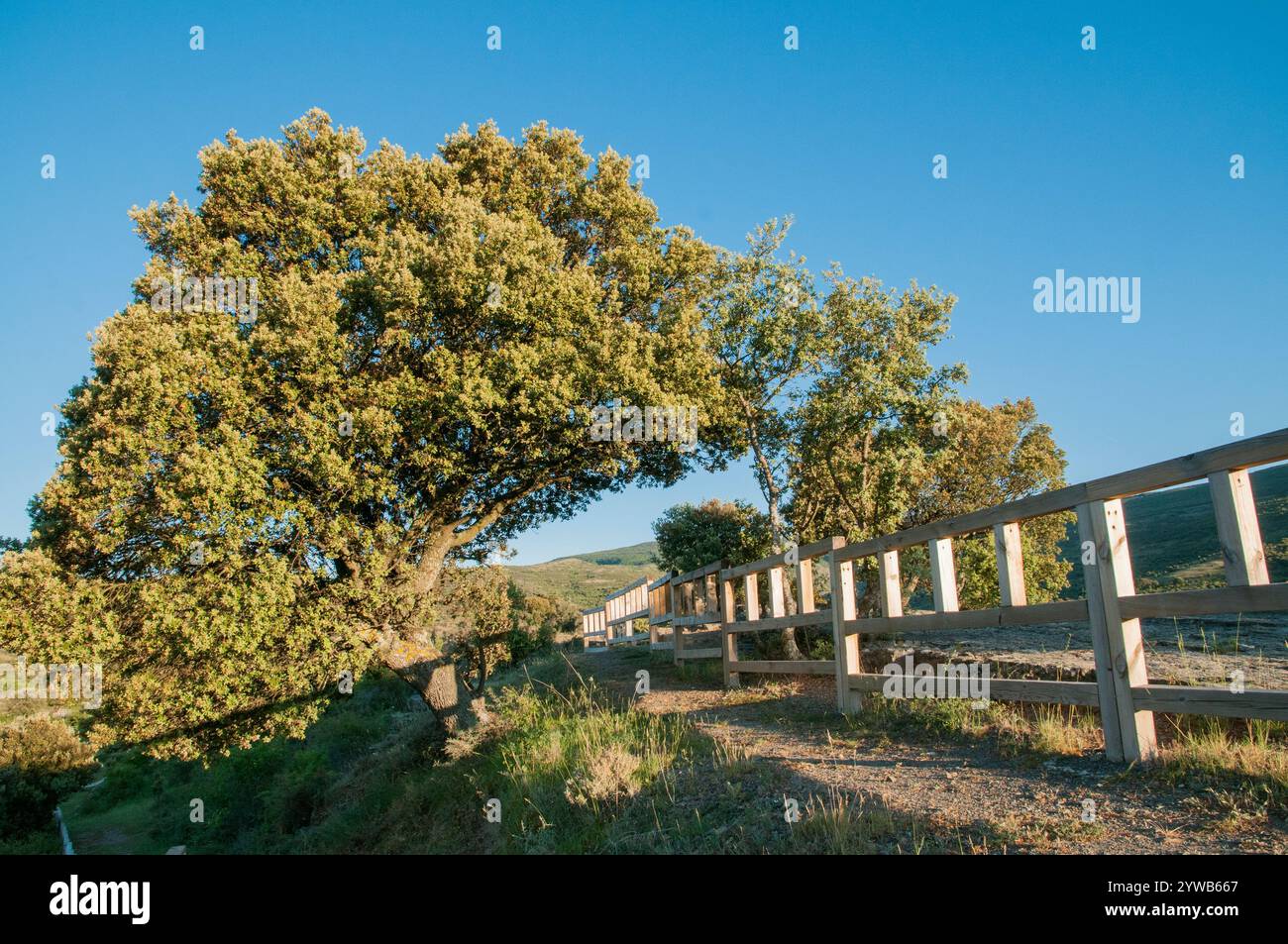 Green Oak tree (Quercus ilex), Spain Stock Photo - Alamy
