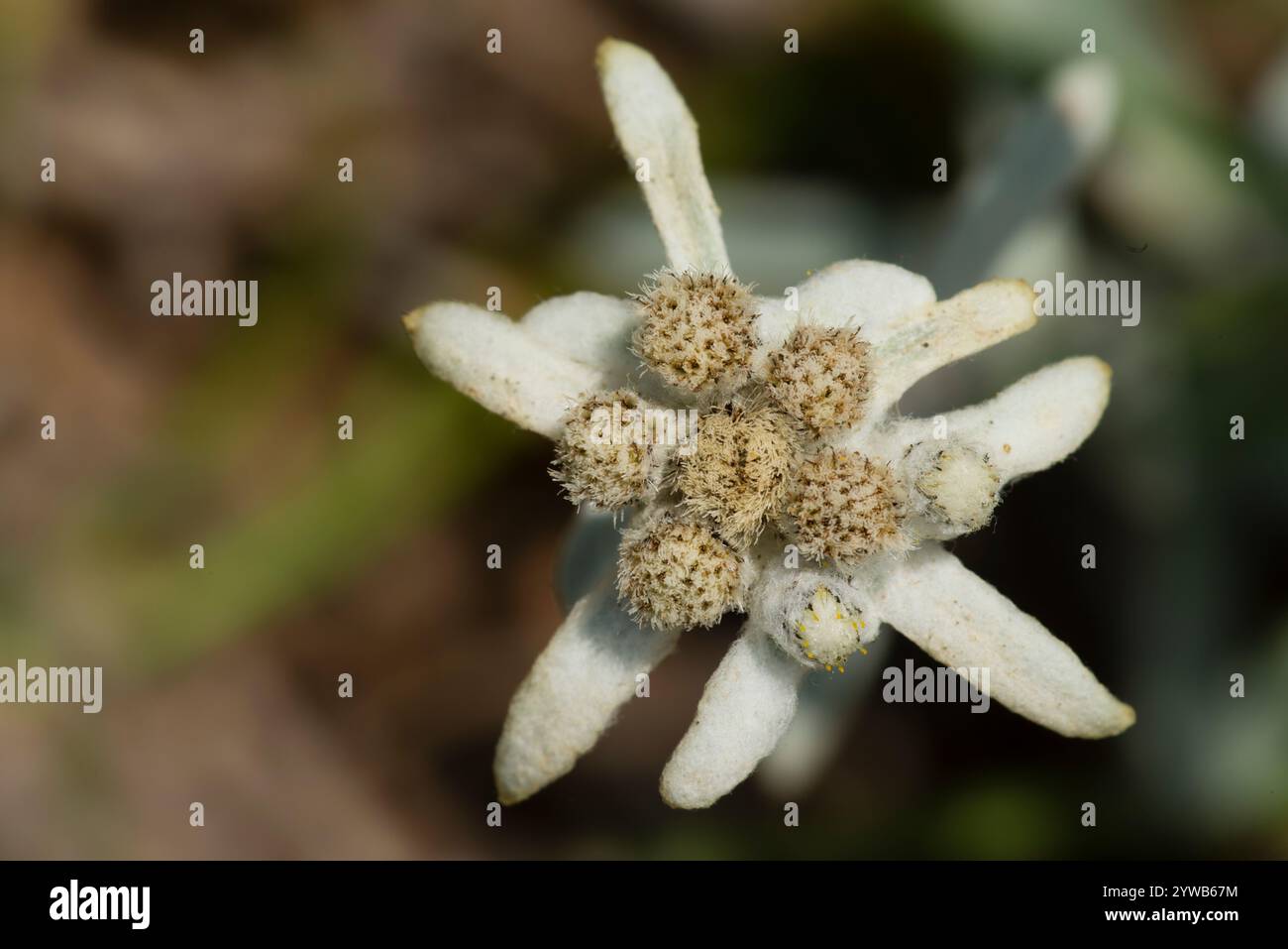 Edelweiss (Leontopodium alpinum) white flower, Spain Stock Photo - Alamy