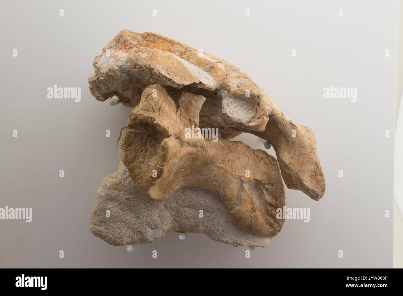 Fossil Dugongidae Metaxytherium catalaunicum, Museu de les Cultures del ...