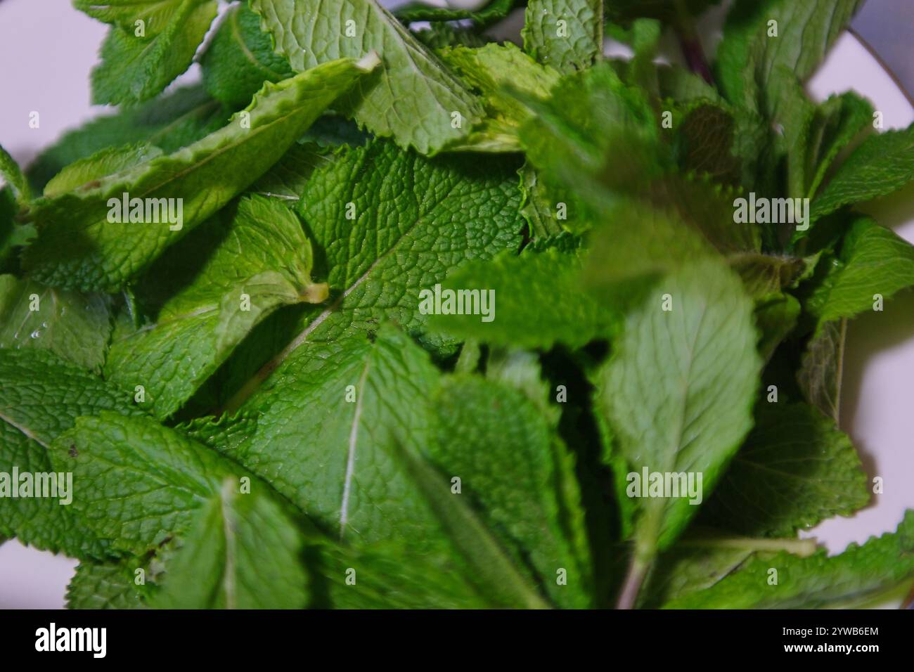 Background texture of Ocimum africanum leaves, called as Daun Kemangi ...