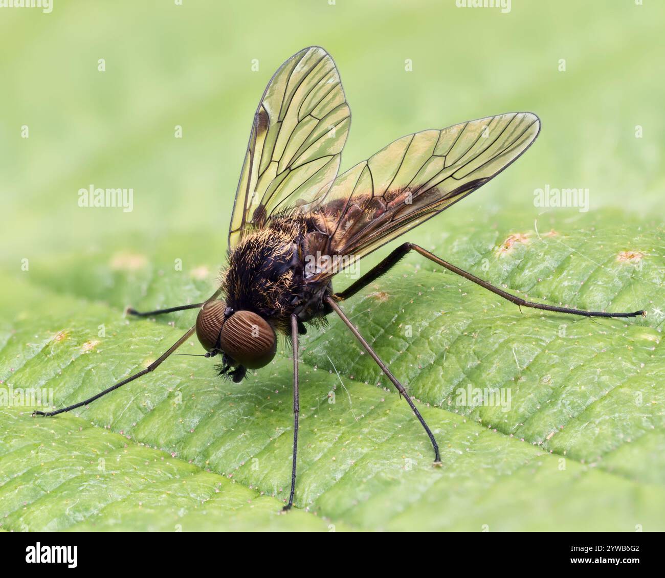 Black Snipefly male (Chrysopilus cristatus) at rest on leaf. Tipperary ...