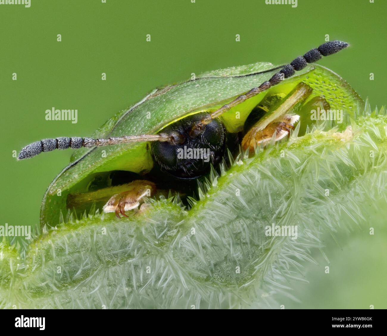 Frontal view of Green Tortoise Beetle (Cassida viridis). Tipperary ...