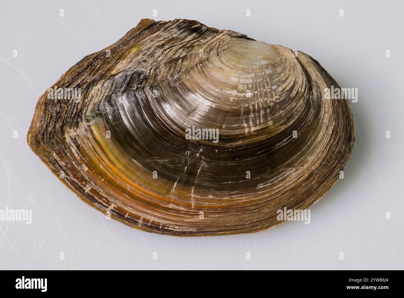 Chinese Pond Mussel (Sinanodonta woodiana), large freshwater mussel ...