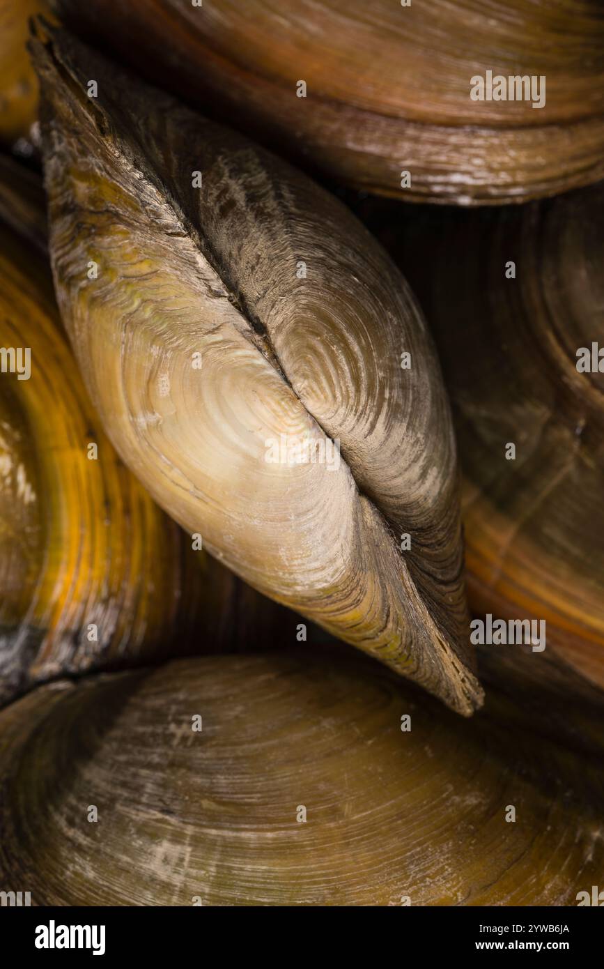 Chinese Pond Mussel (Sinanodonta woodiana), large freshwater mussel ...