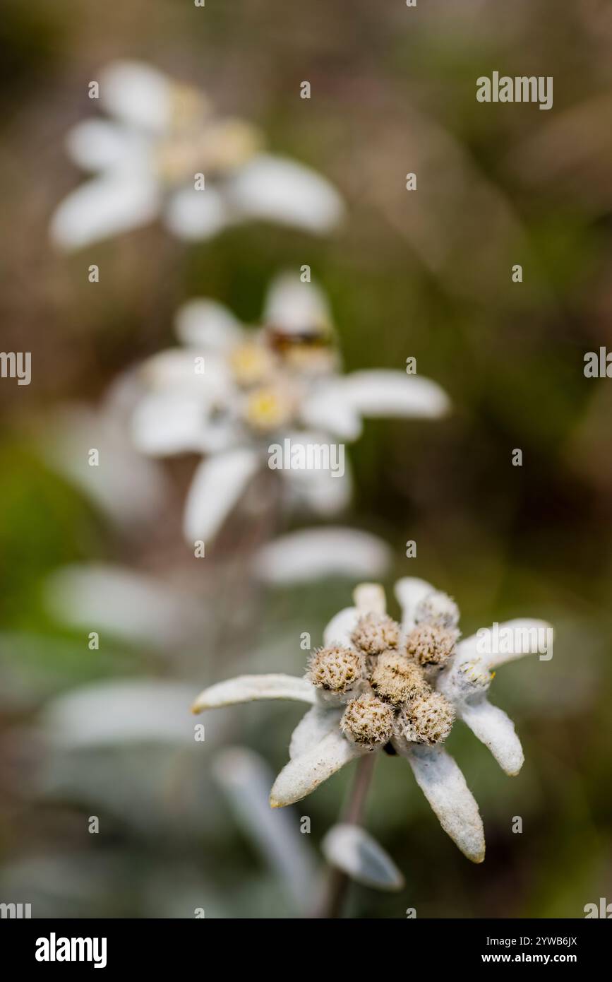 Edelweiss (Leontopodium alpinum) white flower, Spain Stock Photo - Alamy