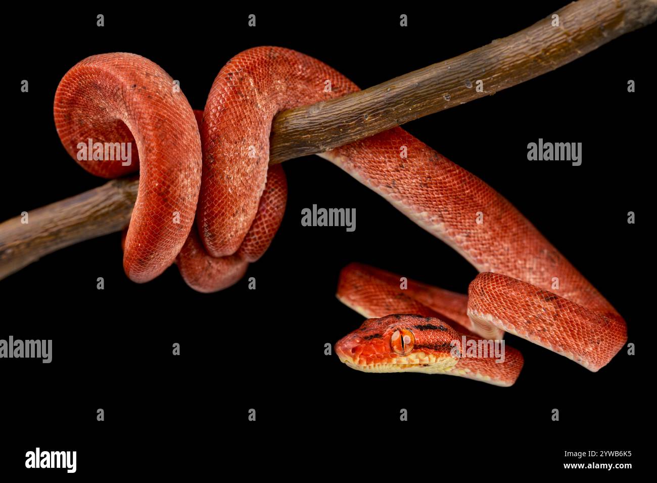 Amazon Tree Boa (Corallus hortulanus Stock Photo - Alamy