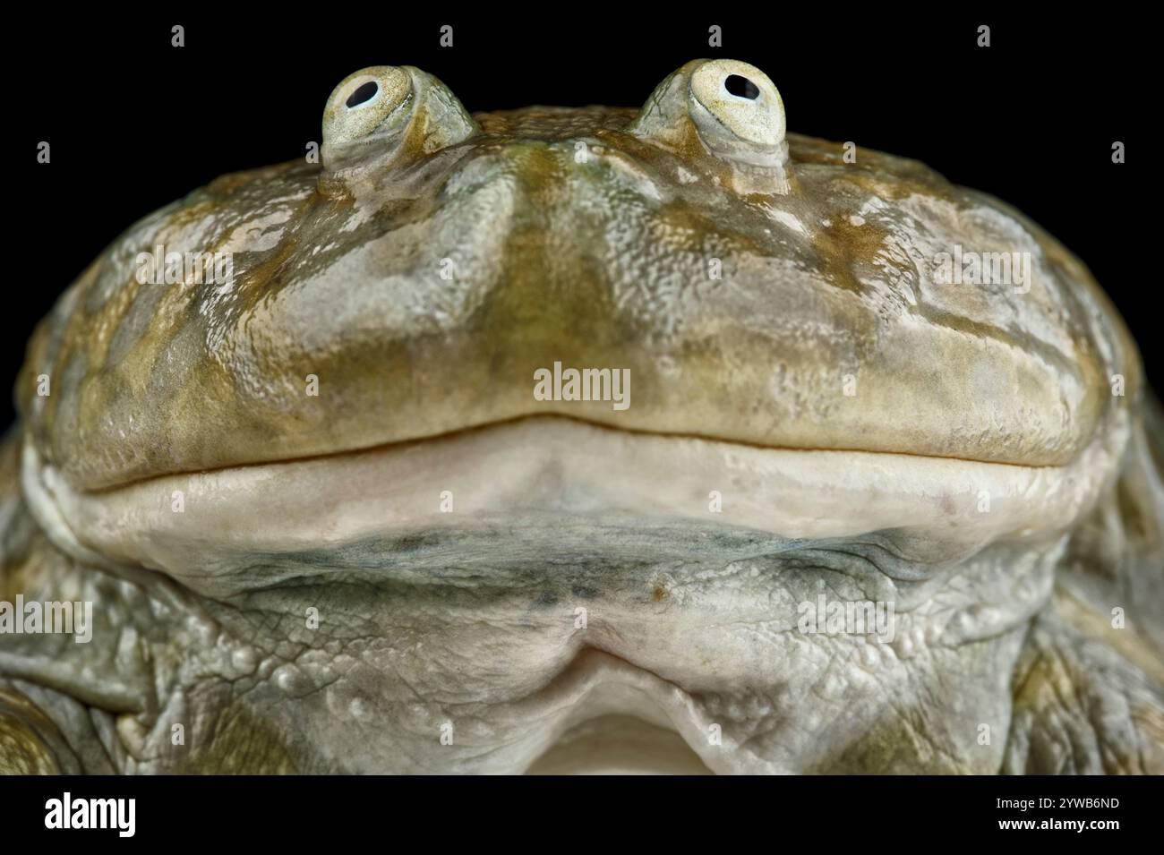Frog weird eyes hi-res stock photography and images - Alamy