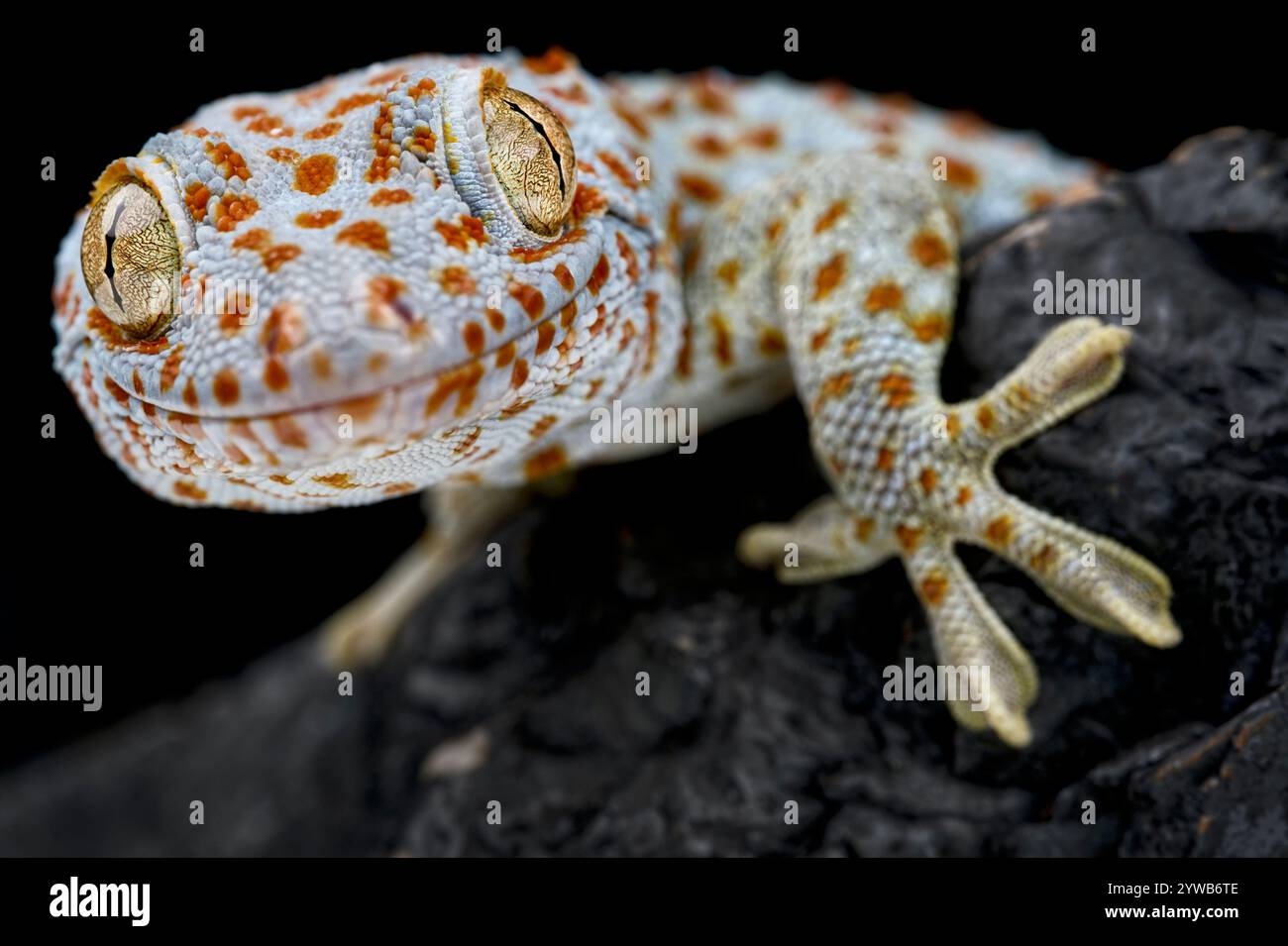 Tokay gecko thailand hi-res stock photography and images - Alamy