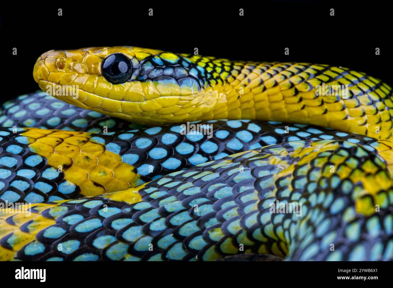 Rainbow tree snake (Gonyosoma margaritatus Stock Photo - Alamy