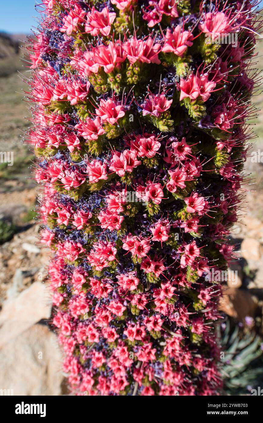 The Red Bugloss (Tajinaste Rojo in Spanish, Echium wildpretii) is an ...