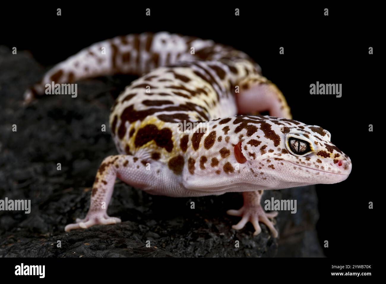 West Indian Leopard Gecko (eublepharis fuscus Stock Photo - Alamy