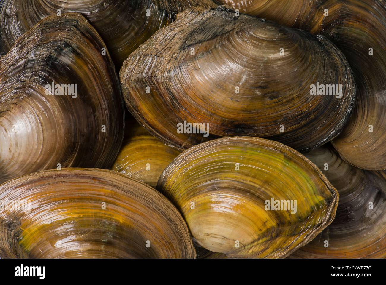 Chinese Pond Mussel (Sinanodonta woodiana), large freshwater mussel ...
