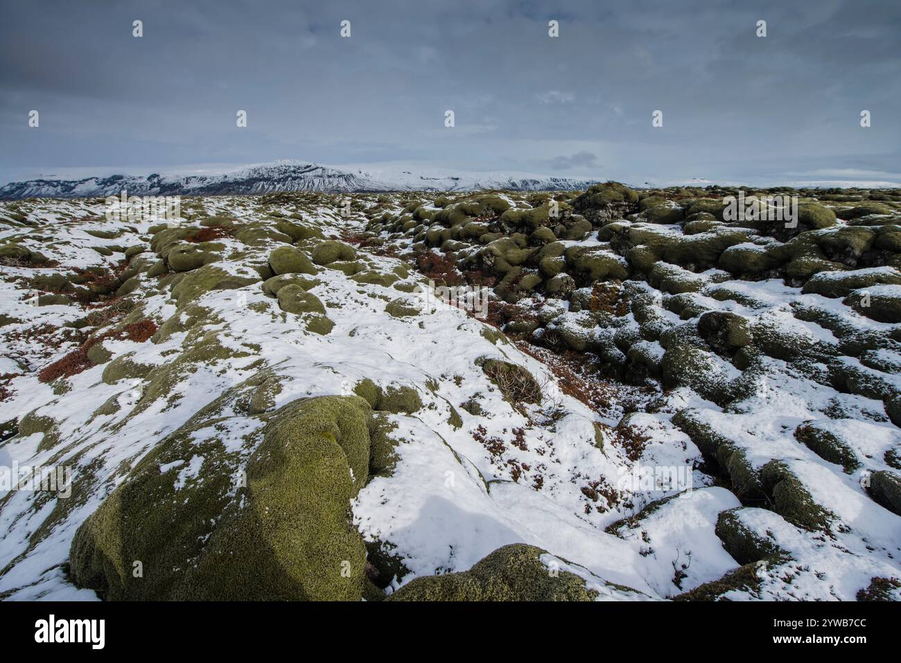 Planta islandia hi-res stock photography and images - Alamy