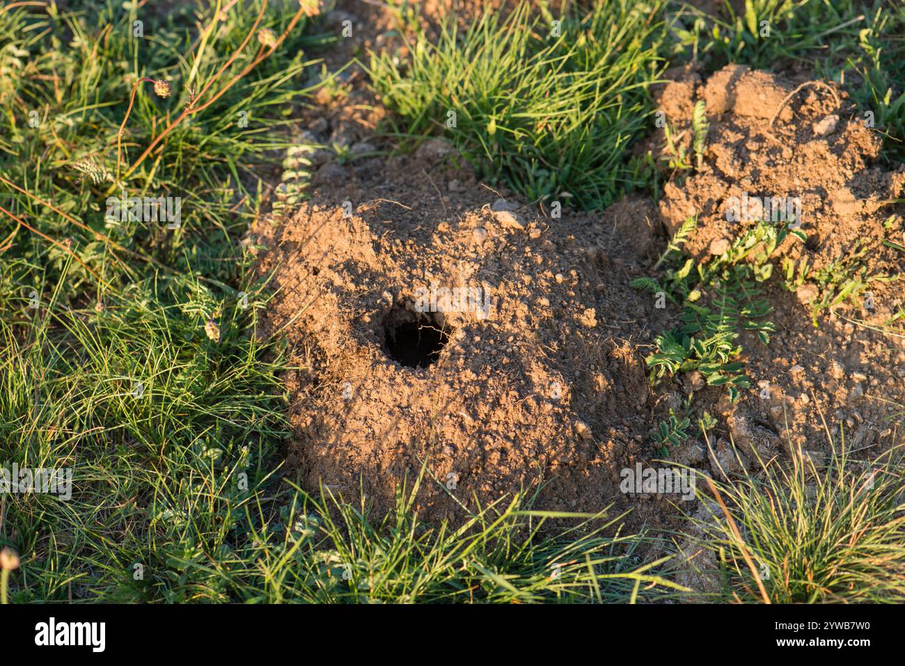 Holes accessing underground digging galleries of some rodent, probably ...