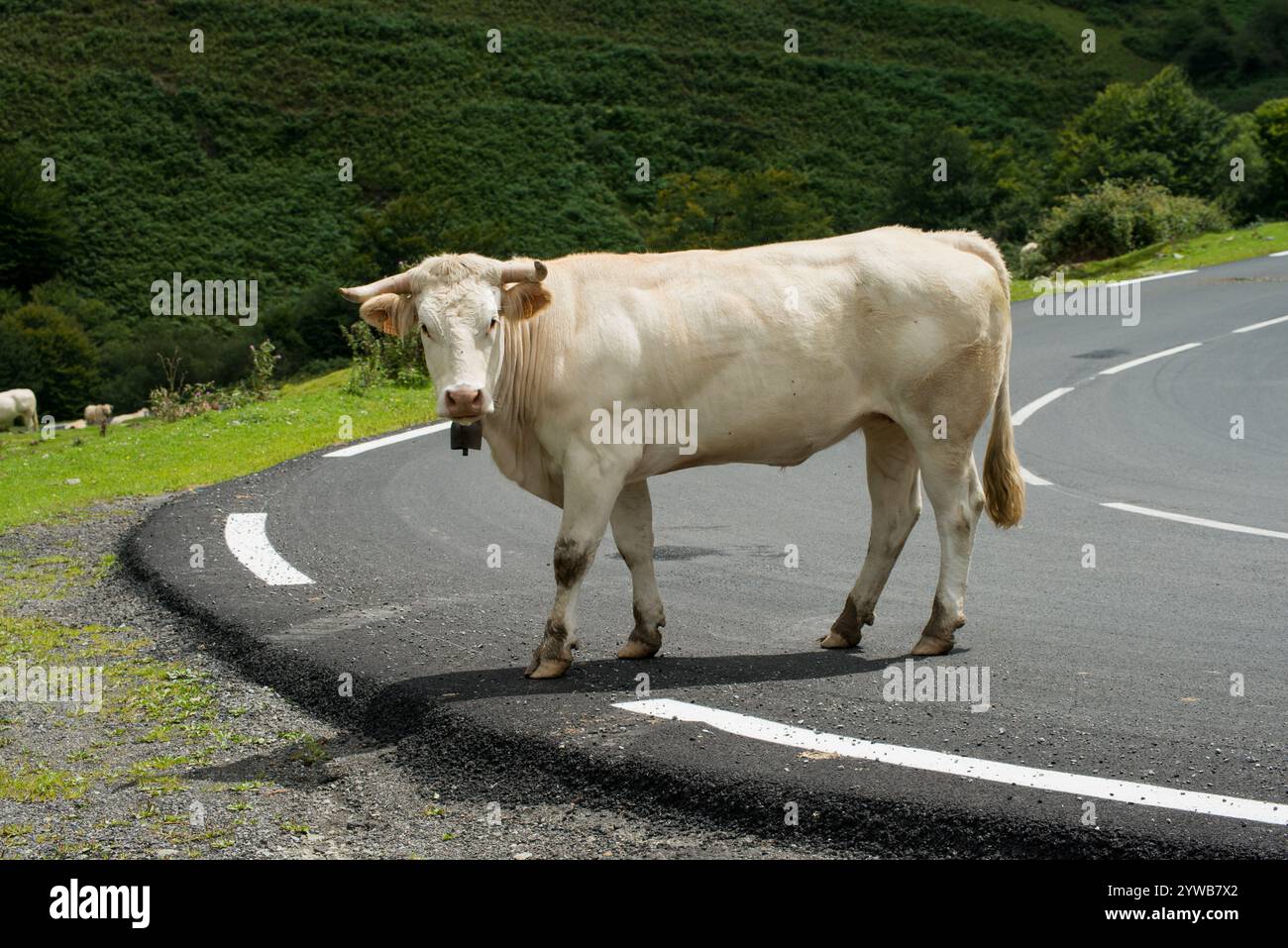 Cow crossing the road, Pyrenees, France Stock Photo - Alamy