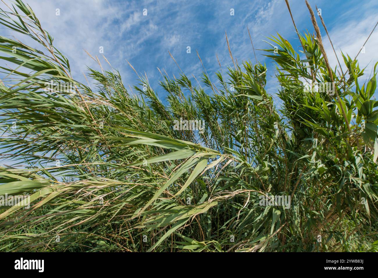 Planta de caña hi-res stock photography and images - Alamy