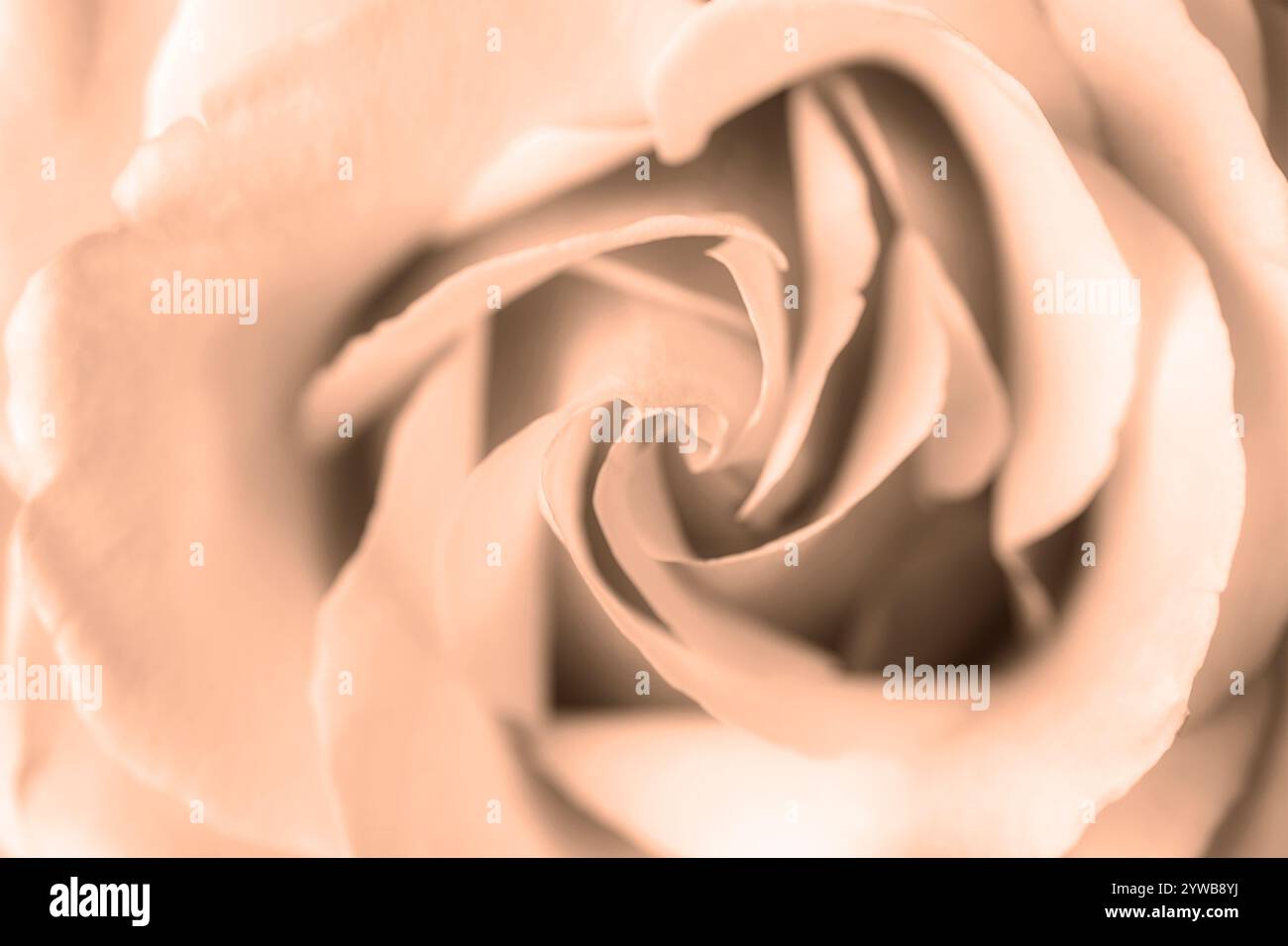 Closeup of light rose. Background, texture. Trendy color of the year ...