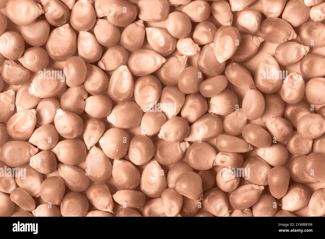 Raw corn kernels texture, background. Healthy vegan food. Trendy color ...