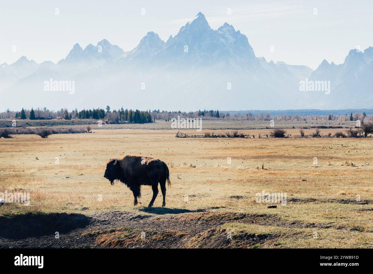Grand Teton Bison Stock Photo - Alamy