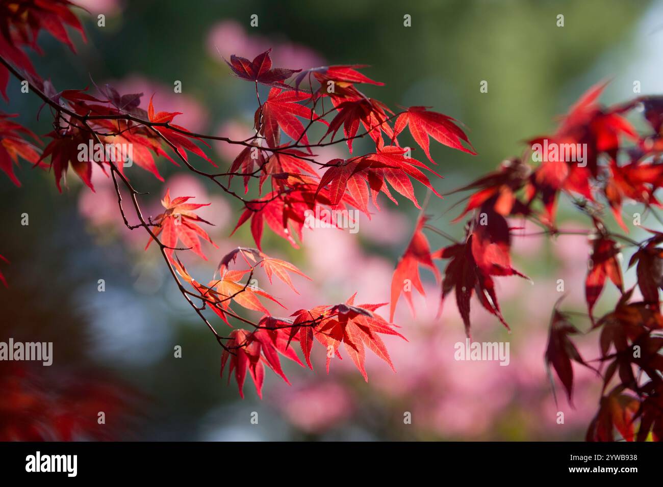 Windy morning hi-res stock photography and images - Alamy