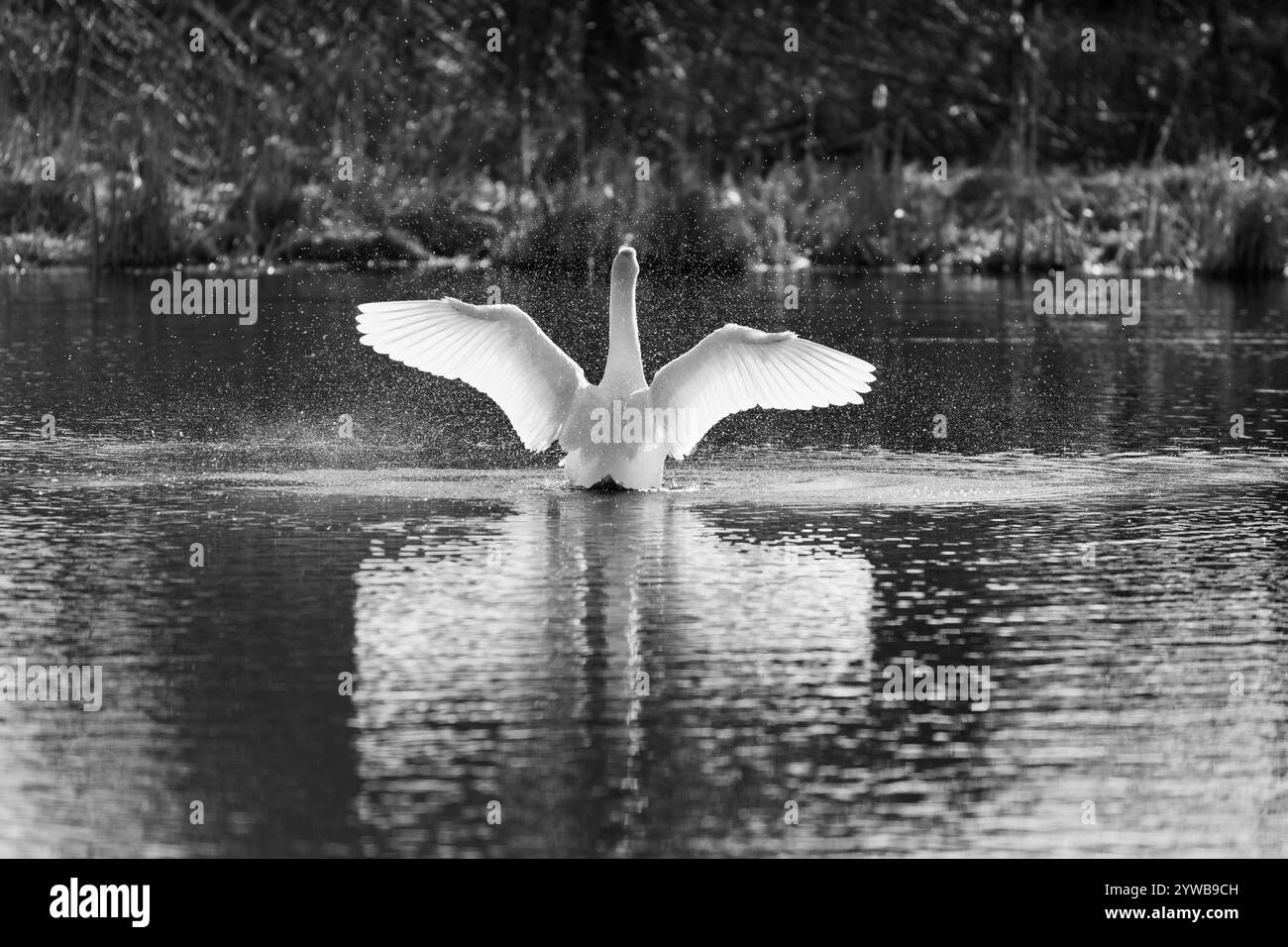 Swan pond in spring Black and White Stock Photos & Images - Alamy