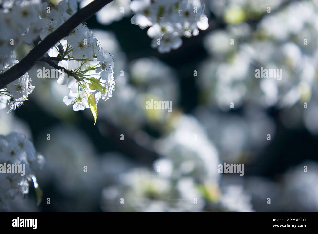 Tree White Flower in the Morning Stock Photo - Alamy