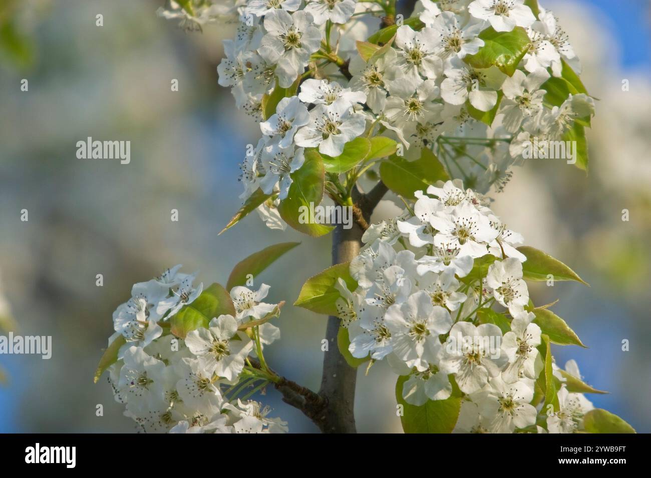 Tree White Flower in the Morning Stock Photo - Alamy