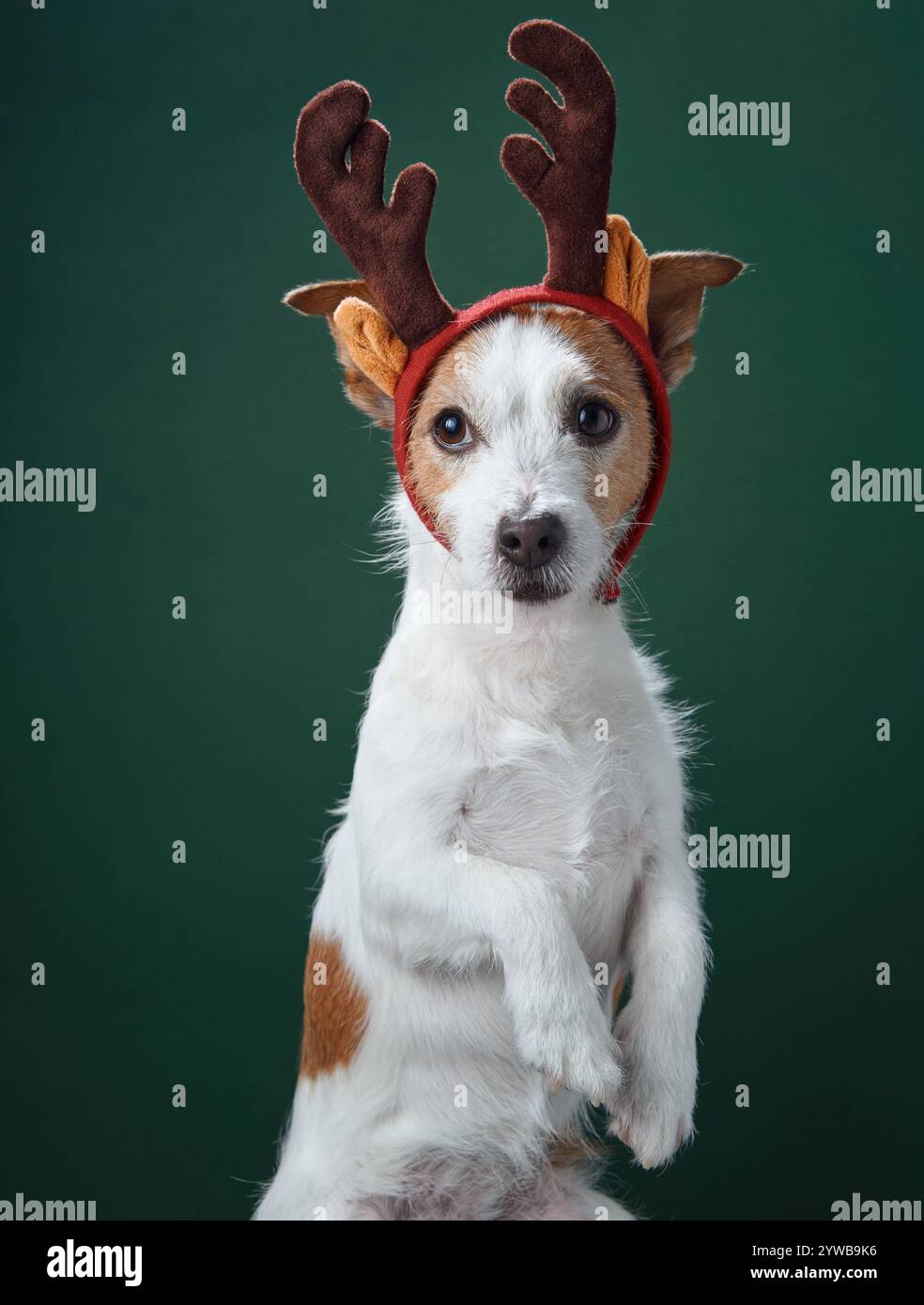 A Jack Russell Terrier wearing holiday-themed antlers stands against a green background. The ...