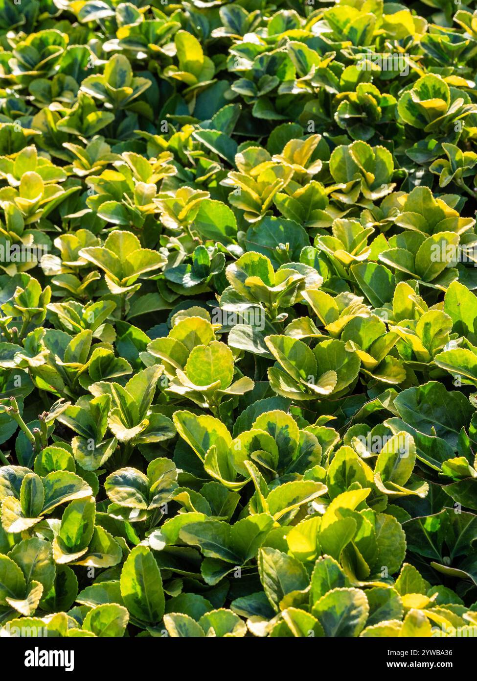 Greel leaves hi-res stock photography and images - Alamy