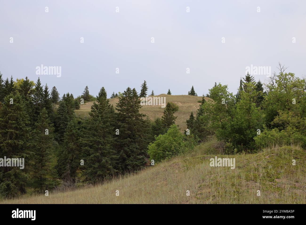 landscape rolling hills with mixed coarse grass and boreal forest Stock ...