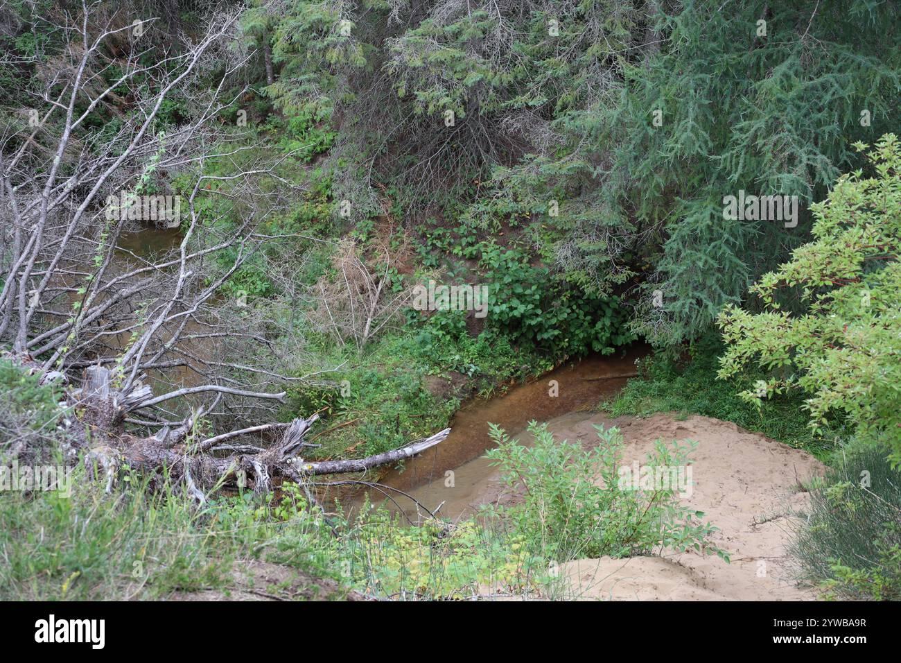 small creek at the bottom of a steep ravine Stock Photo - Alamy