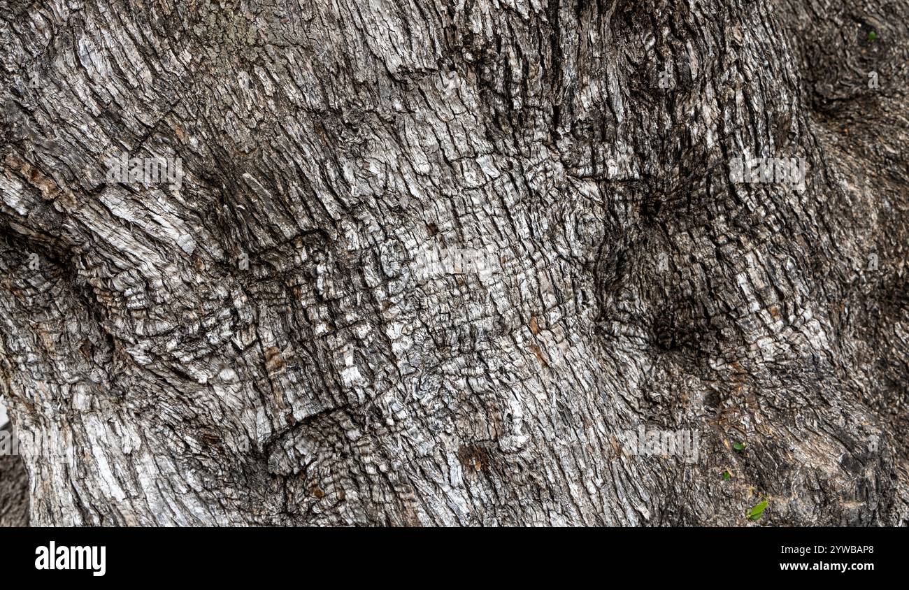 Olive tree bark pinaster trunk symbol. Texture made of olive tree bark ...