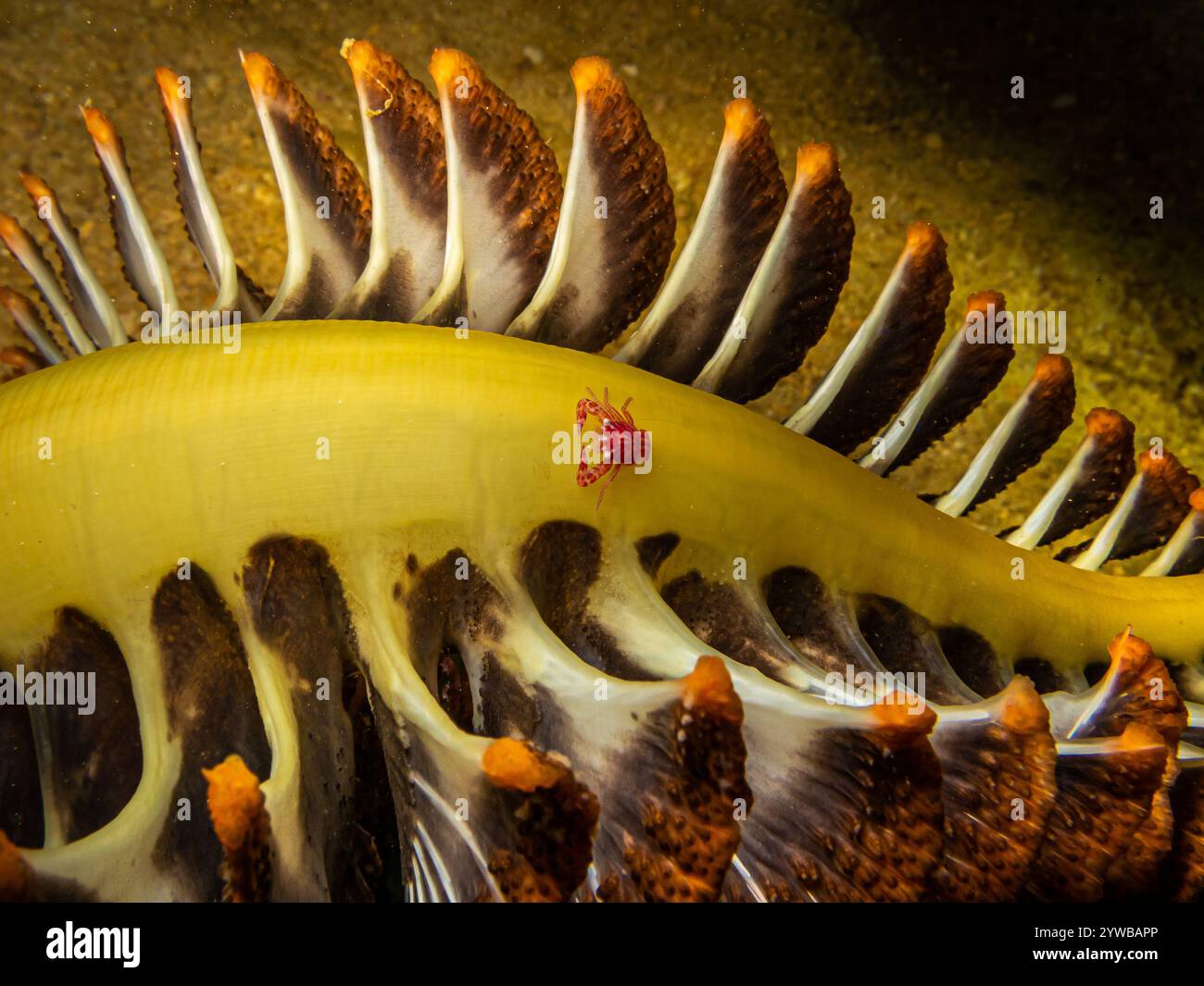 Tiny red crab on a yellow sea pen at a Puerto Galera reef in the ...