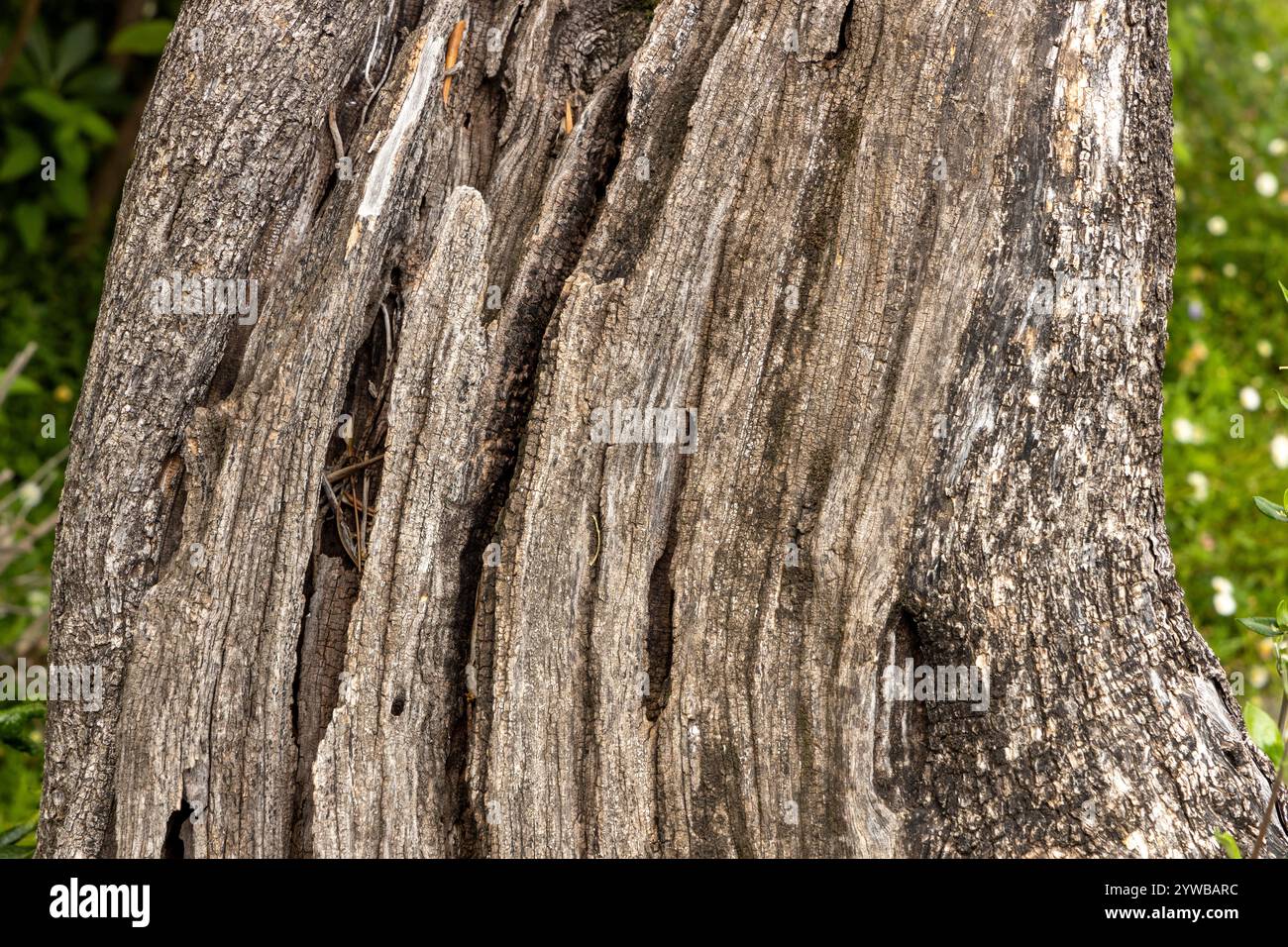 Olive tree bark pinaster trunk symbol. Texture made of olive tree bark ...