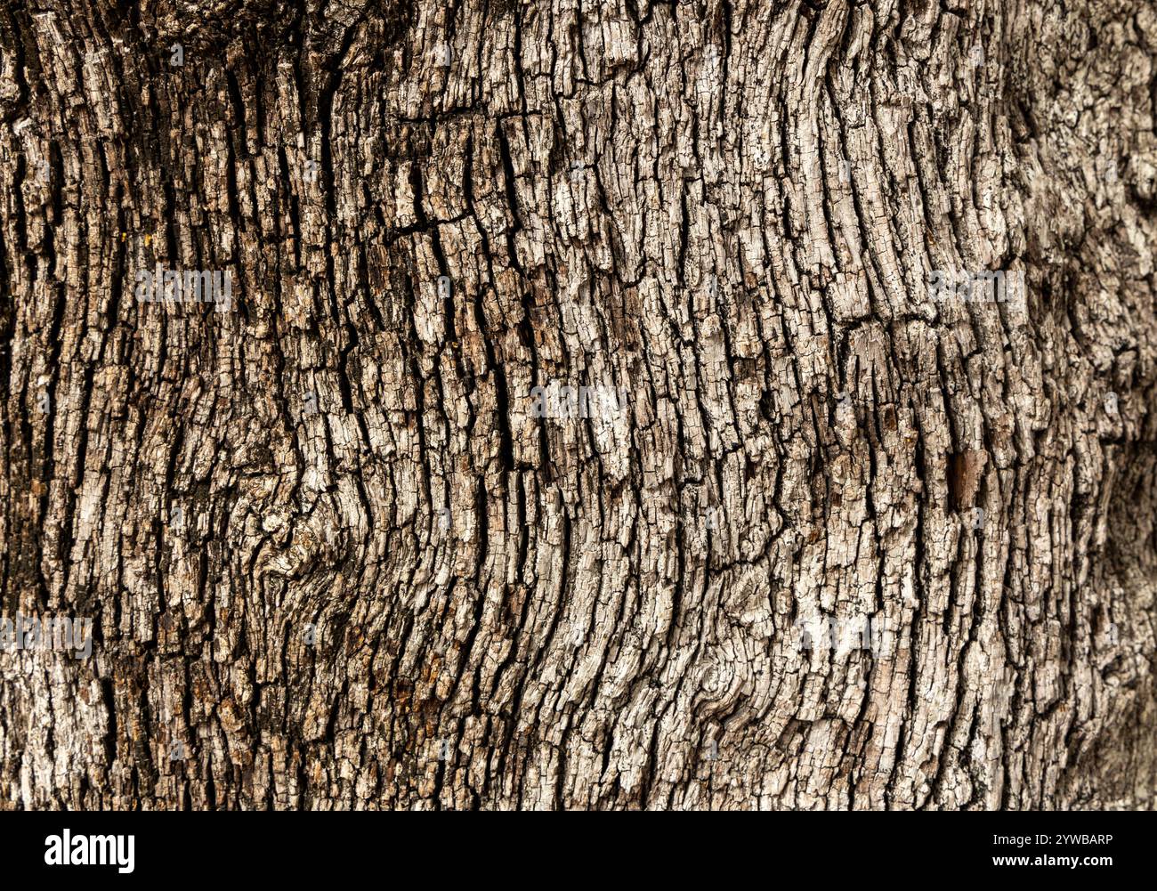 Olive tree bark pinaster trunk symbol. Texture made of olive tree bark ...