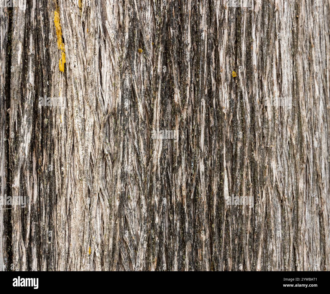 Olive tree bark pinaster trunk symbol. Texture made of olive tree bark ...