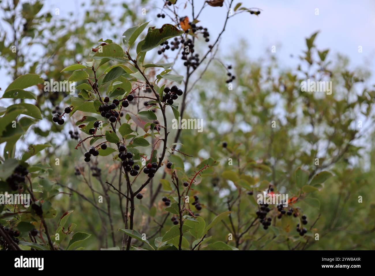 Grain laden hi-res stock photography and images - Alamy