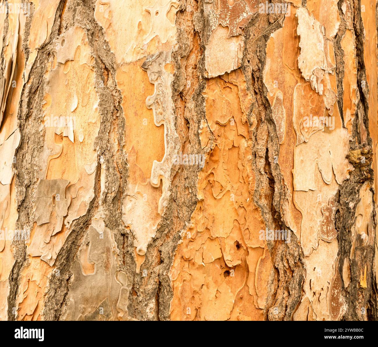 Maritime Pine, Pinus pinaster trunk symbol. Texture made of maritime ...
