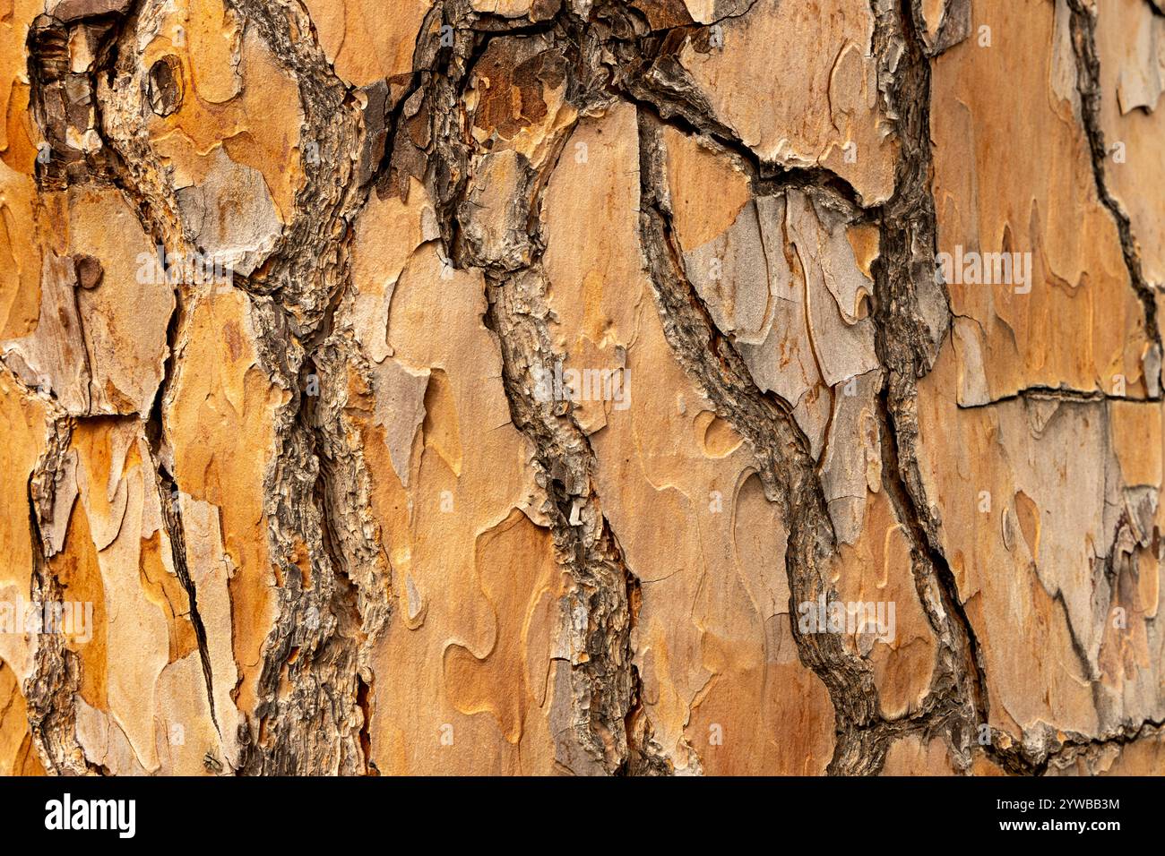 Maritime Pine, Pinus pinaster trunk symbol. Texture made of maritime ...