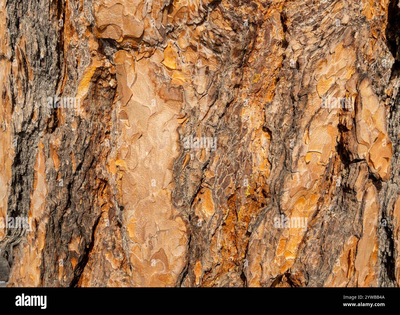 Maritime Pine, Pinus pinaster trunk symbol. Texture made of maritime ...