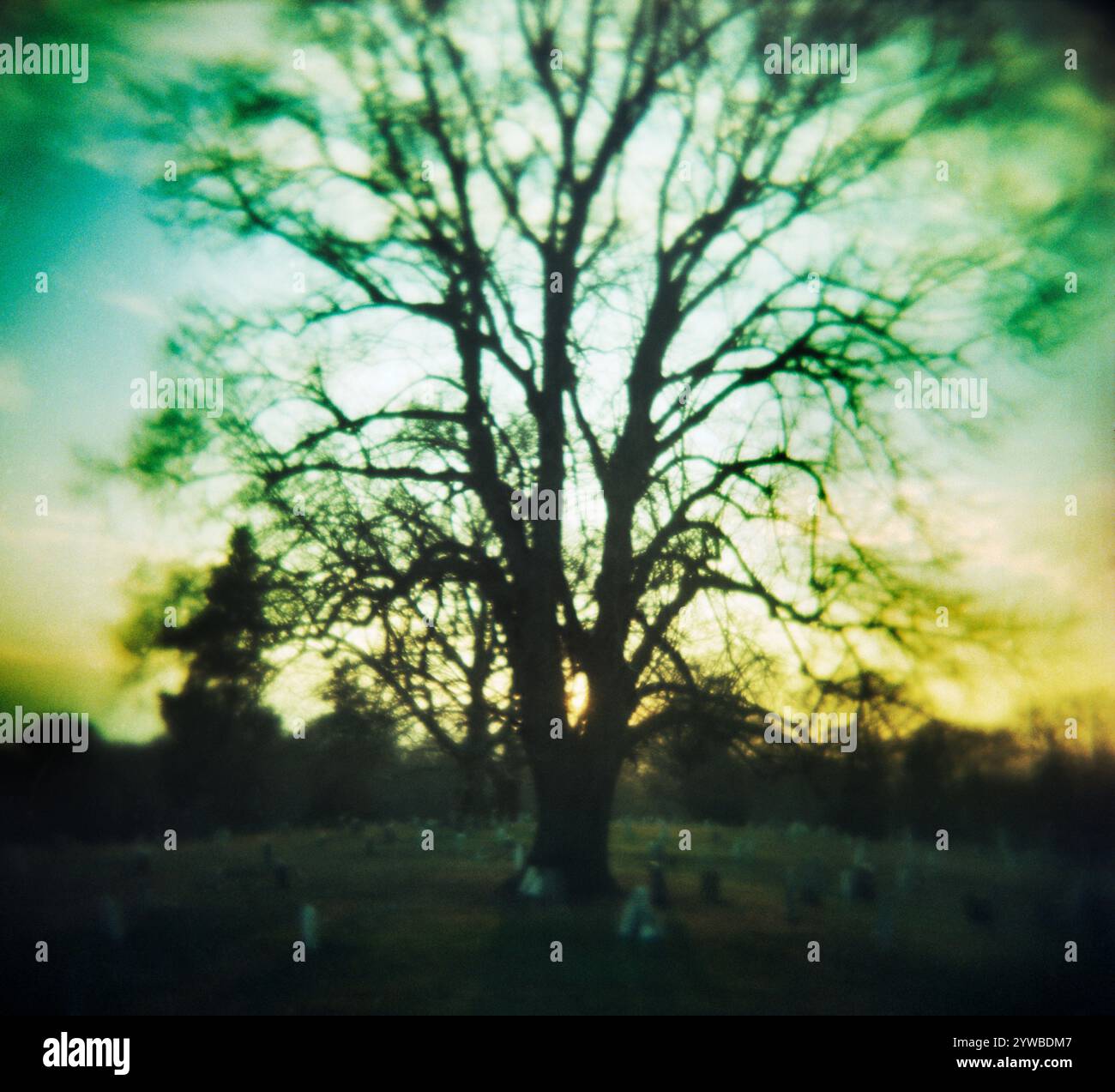 Tree horizon old large winter hi-res stock photography and images - Alamy