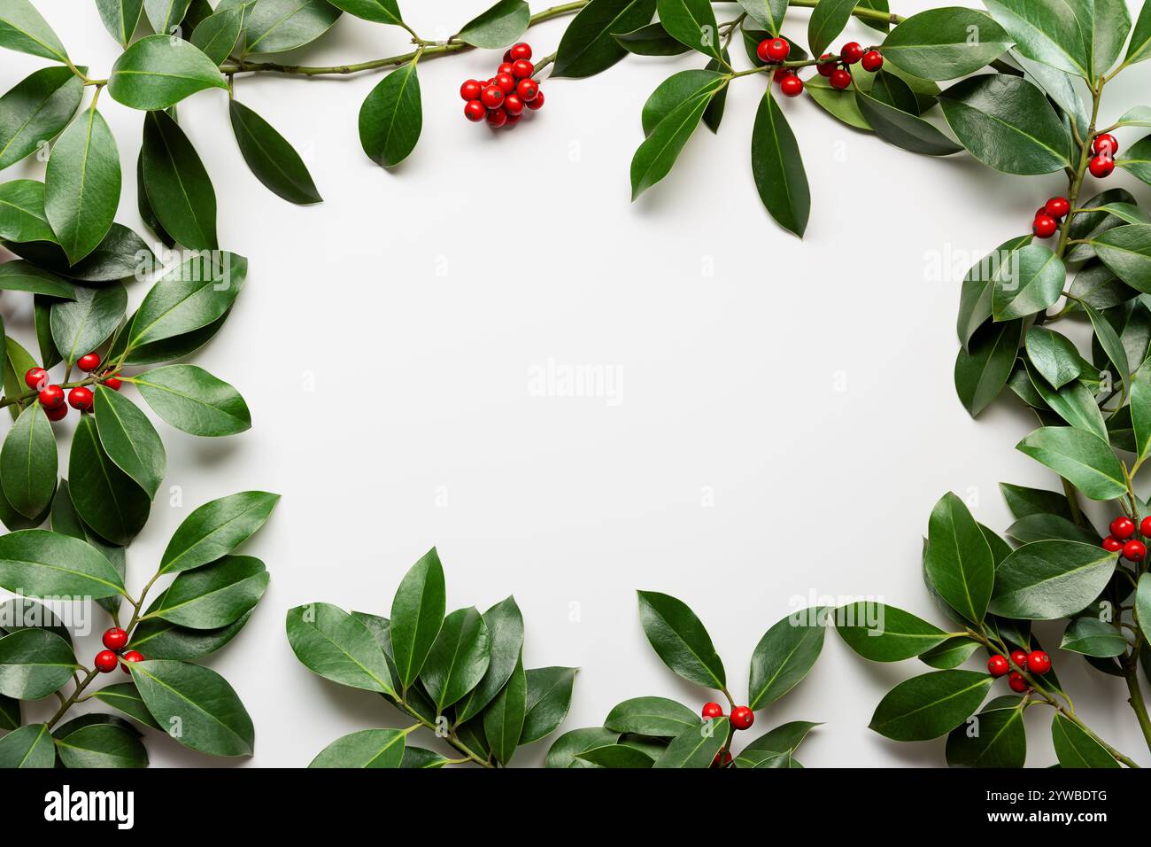 Christmas frame made from fresh holly berries.Winter natural decoration ...