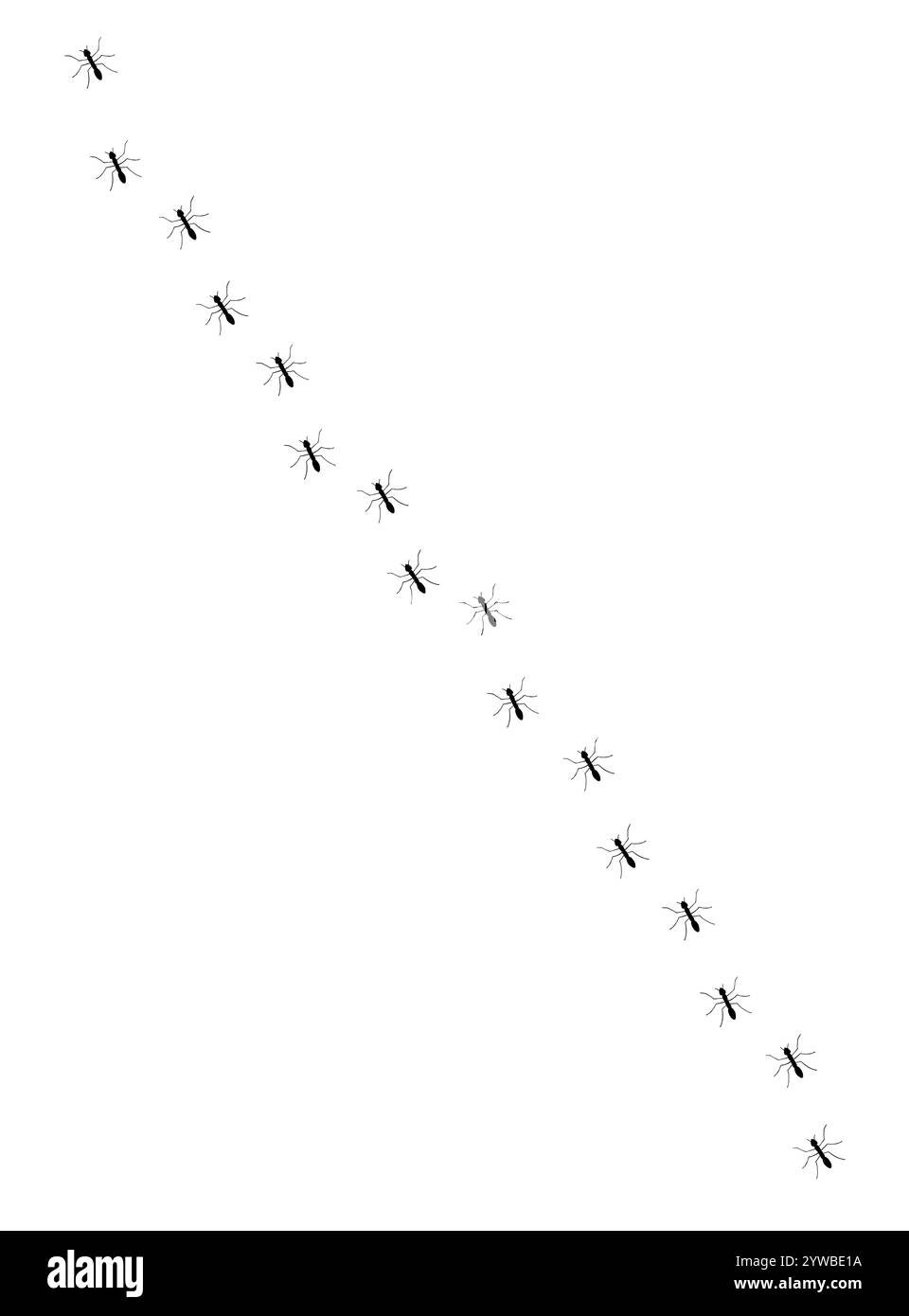 Vector black sketch ants silhouette path line isolated on white ...