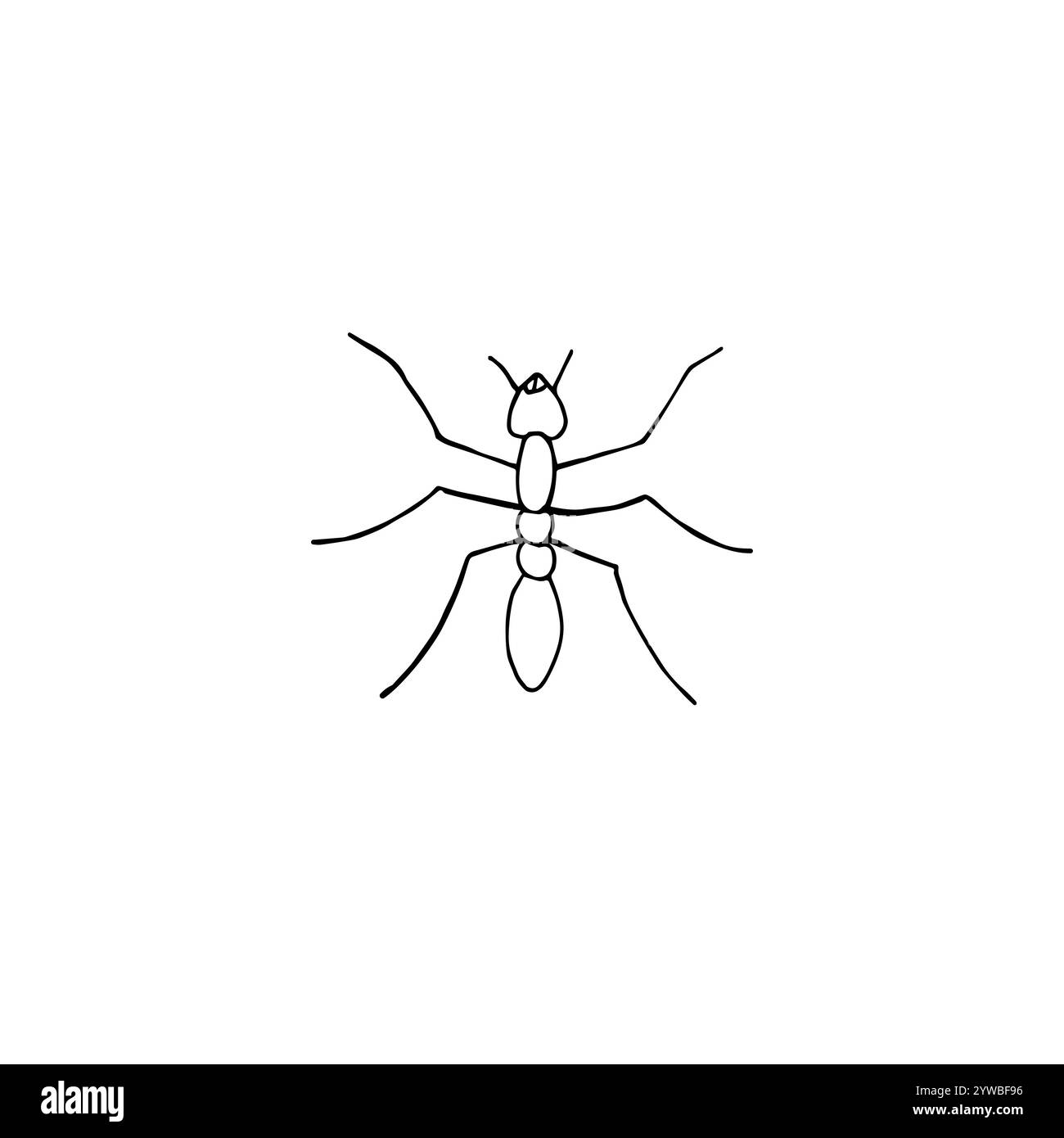 Vector hand drawn doodle sketch ant isolated on white background Stock ...