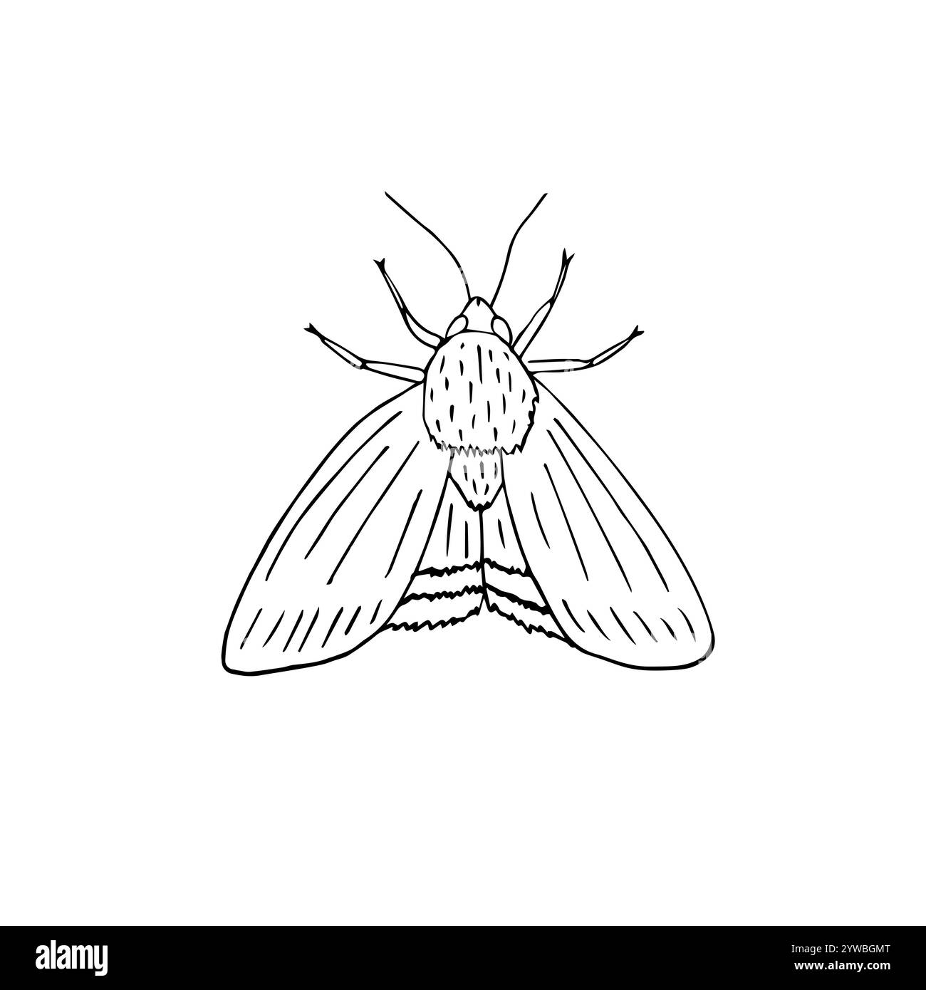 Vector hand drawn doodle sketch moth isolated on white background Stock Vector Image & Art - Alamy