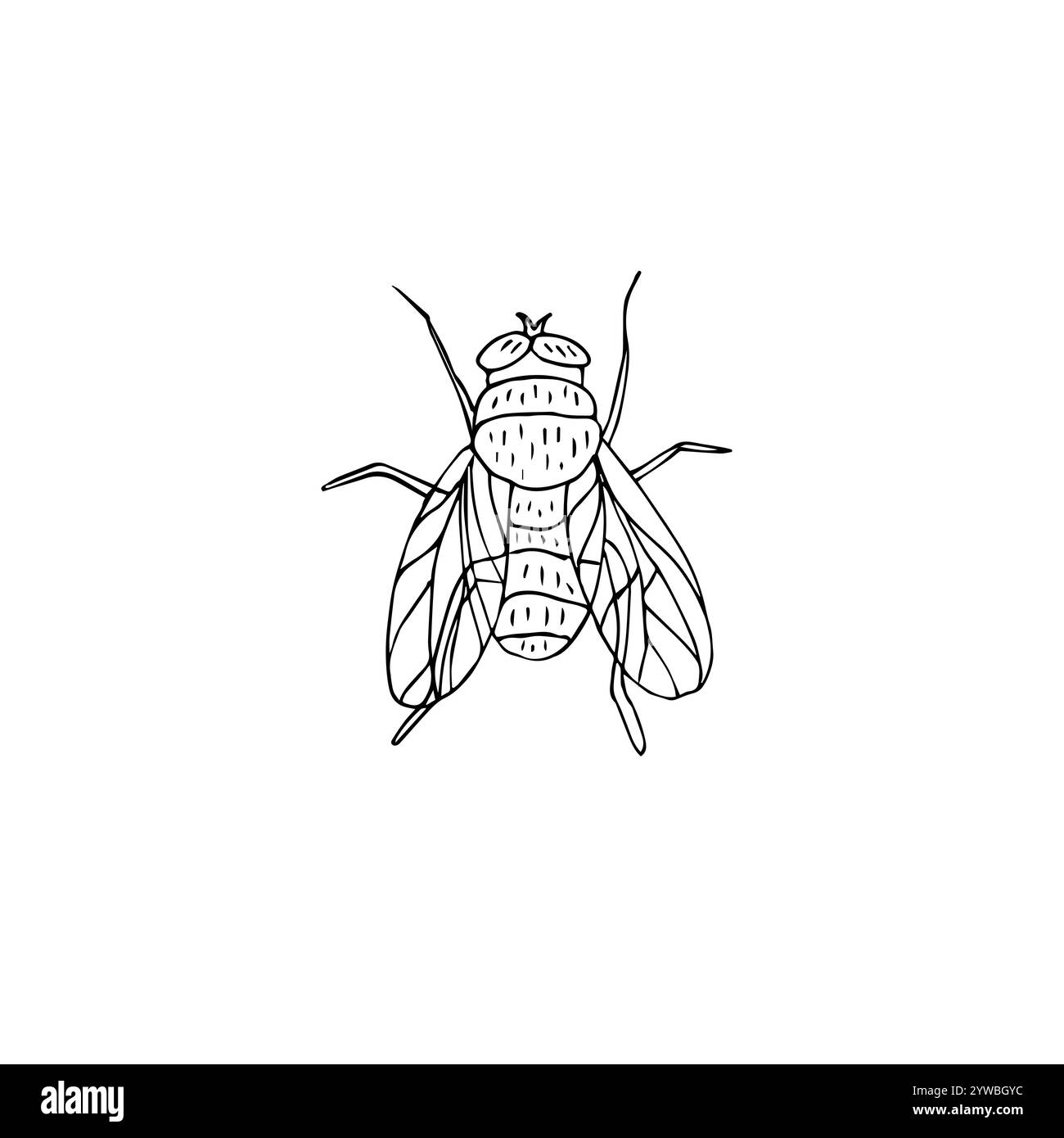 Vector hand drawn doodle sketch fly insect isolated on white background ...
