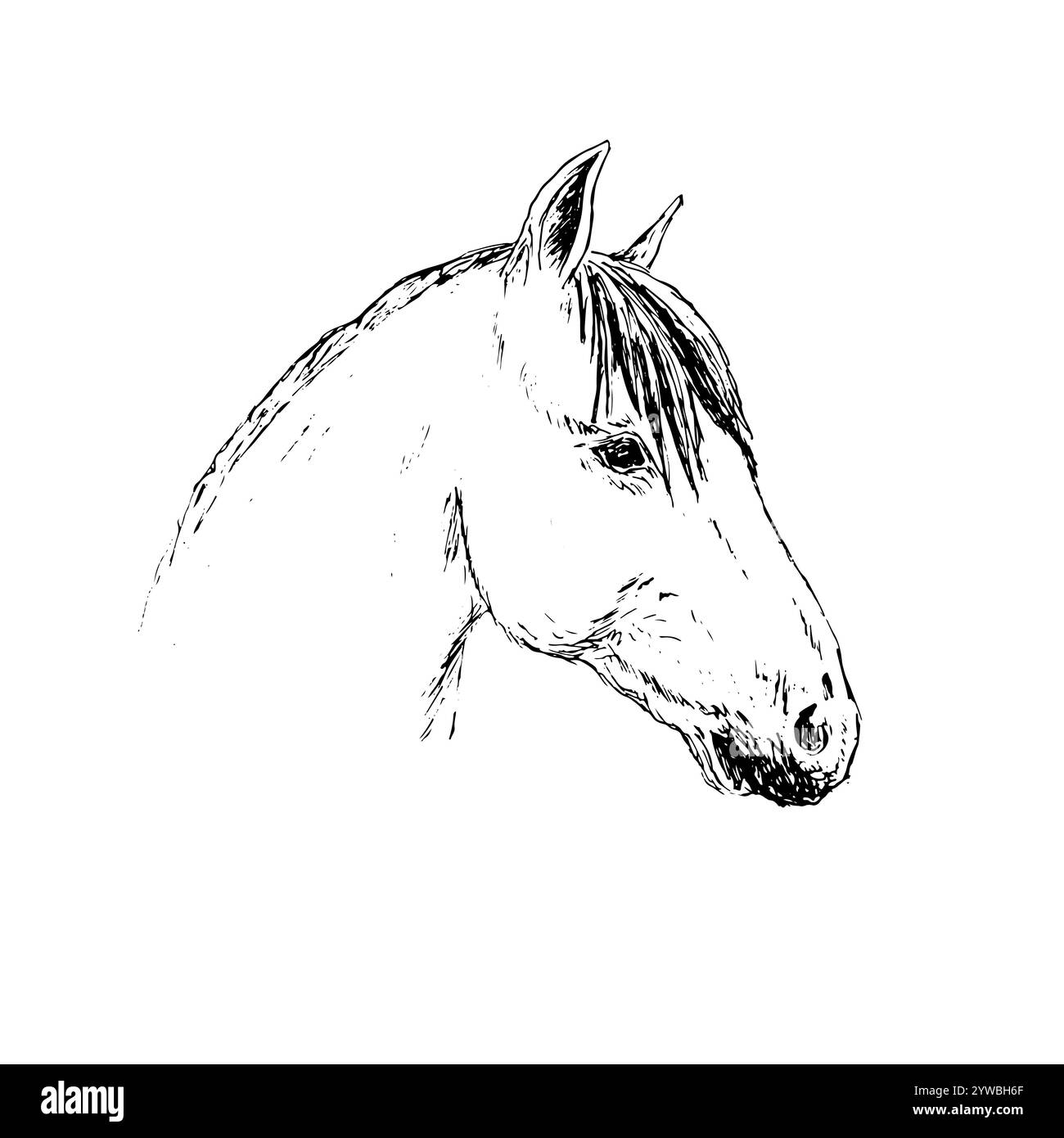 Vector hand drawn doodle sketch horse head isolated on white background ...